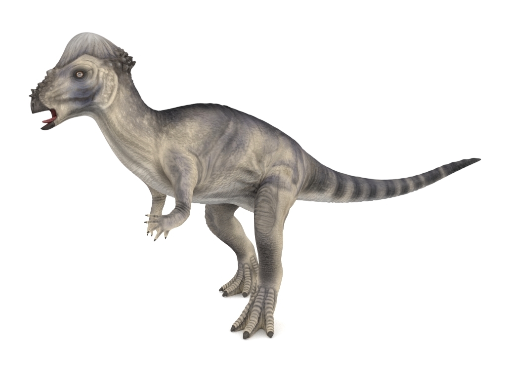 GC8RJ3G Dino Puzzle 08 Murzelen: PACHYCEPHALOSAURUS (Unknown Cache) in ...