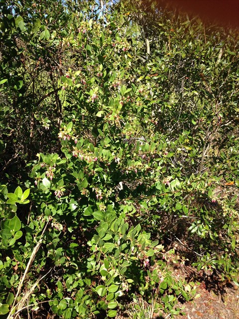 GC6ZH45 Fetterbush (Traditional Cache) in Florida, United States ...