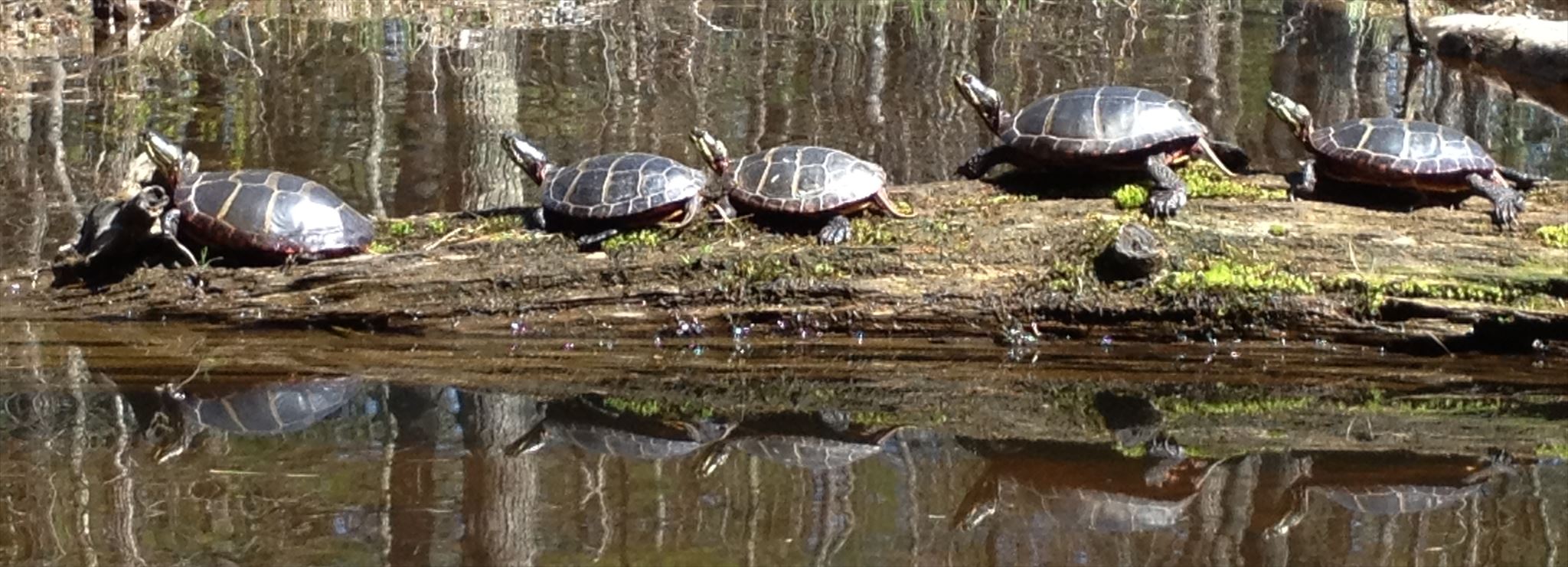 GC6G0DH THB-Painted Turtles (Traditional Cache) in New Hampshire ...