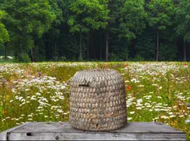 GC76702 🐝summ summ summ 🐝 summ herum [T5]🐝 (Wherigo Cache) in Baden ...