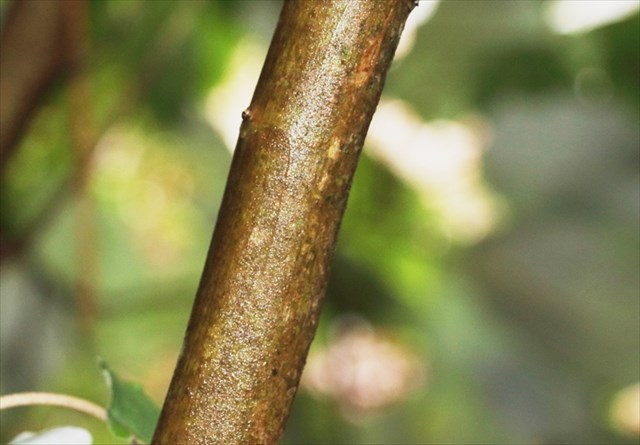 GC6JM7N NZ Native Trees #19 – Rangiora (Upper Hutt) (Traditional Cache ...