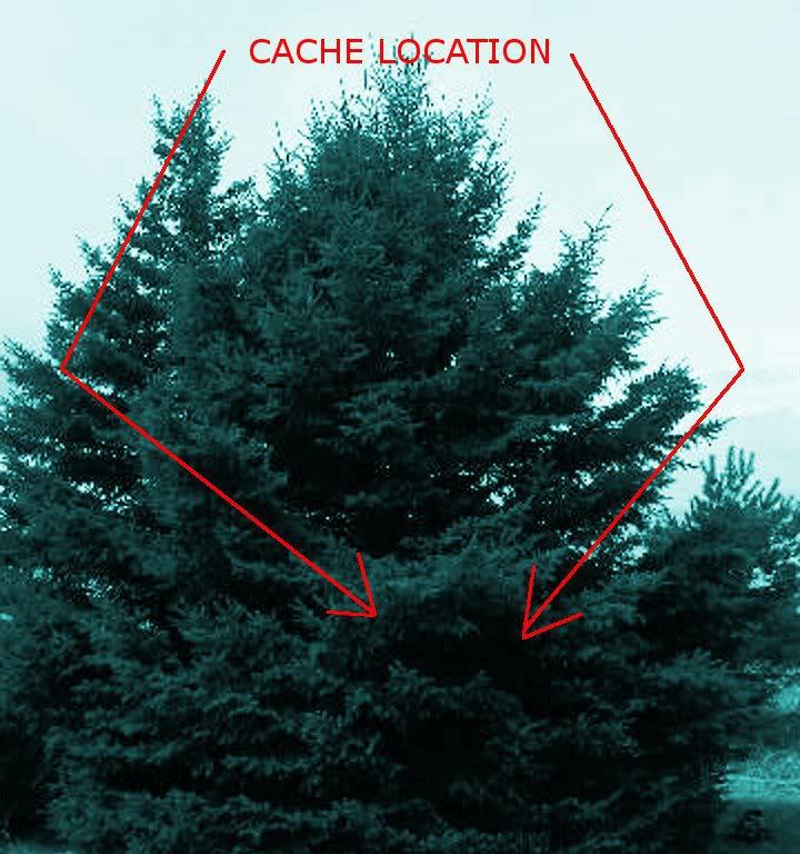 GC3GMZ1 Spruce Tree (Unknown Cache) in Ontario, Canada created by Team Hebi