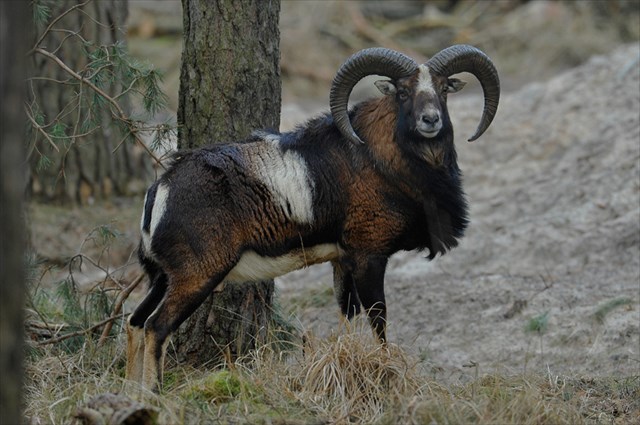 GC5955T Mufloni pohadka (Unknown Cache) in Ústecký kraj, Czechia ...
