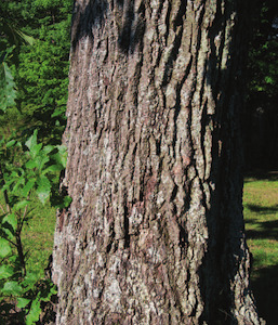 GC9TQJ5 ToTS-15: Trees of the Tri-State (Unknown Cache) in Pennsylvania ...