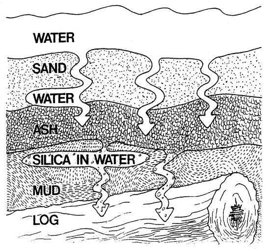 GC7ZM9E Petrified in Prince William Forest Park (Earthcache) in ...