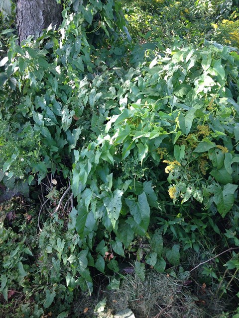 GC6T9AA Invasive Vines (Traditional Cache) in New York, United States ...