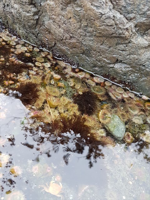 GC7EFJ6 Tidal Pool - Puzzle Magic Series... HAG XIV (Multi-cache) in ...