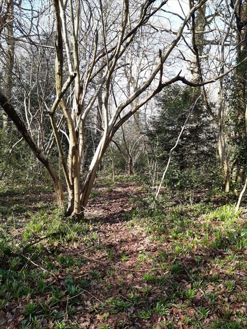 GC9E3TG CSW9 Near the clearing (Traditional Cache) in London, United ...