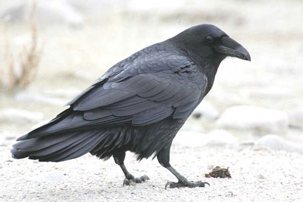 GC73TK6 Common Raven (Traditional Cache) in Michigan, United States ...