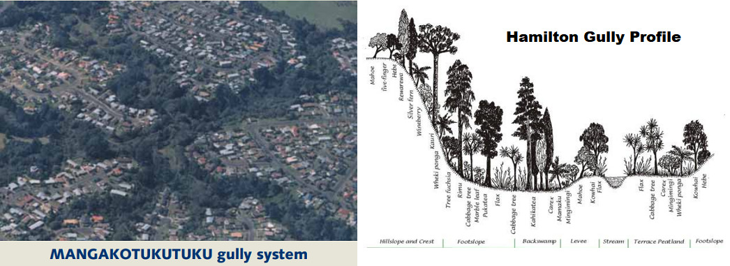 GC919J5 PWGT1 Hamilton Gully Restoration (Multi-cache) in North Island ...