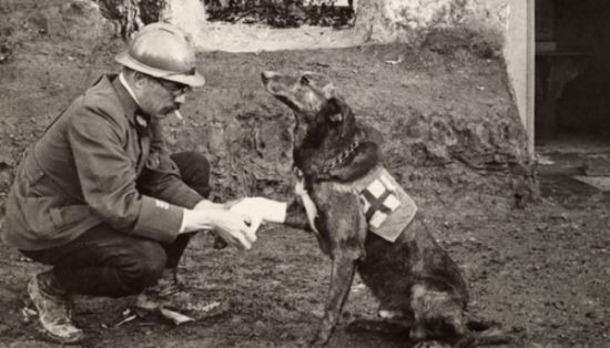 GC956V8 Medical Dogs (Traditional Cache) in Florida, United States ...