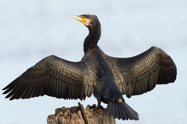 GC72DAD Corvo Marinho _@044 (Traditional Cache) in Coimbra, Portugal ...