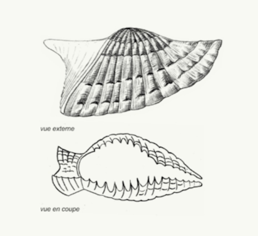 GC9WPZW 🐚 LH02 🐚 – les Rostroconches (Earthcache) in Normandie, France ...