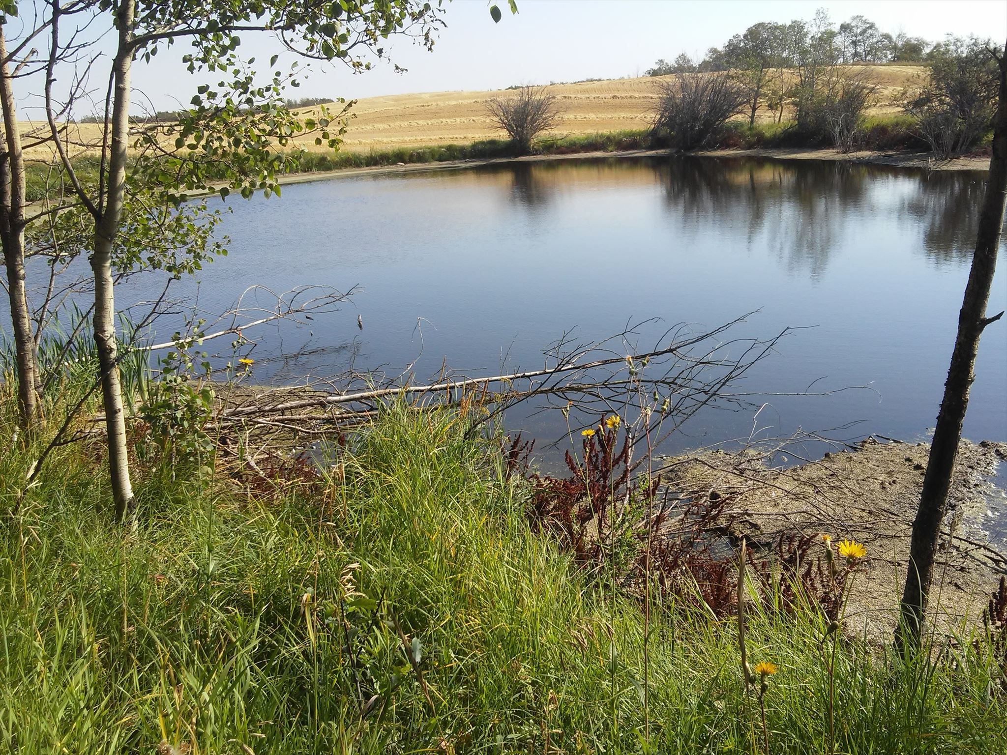 GC7XGPQ Pond or Slough? (Traditional Cache) in Alberta, Canada created ...