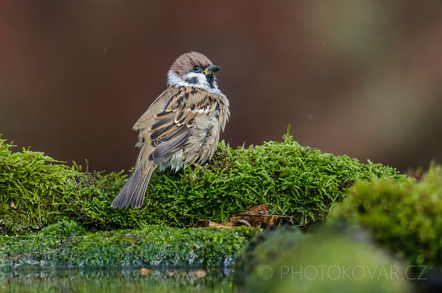 GC8D8TF vrabčák (Traditional Cache) in Jihomoravský kraj, Czechia ...
