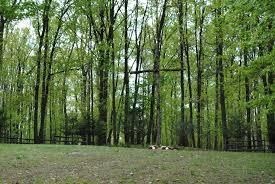 GC8GPW6 CAM 2020: Bee Tree Preserve (Unknown Cache) in Maryland, United ...