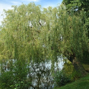 GC7N5ZP Forest #05 Weide - Willows (Traditional Cache) in Thurgau ...