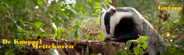 GC6PTMR De Knoppel (Multi-cache) in Limburg, Belgium created by guyzep