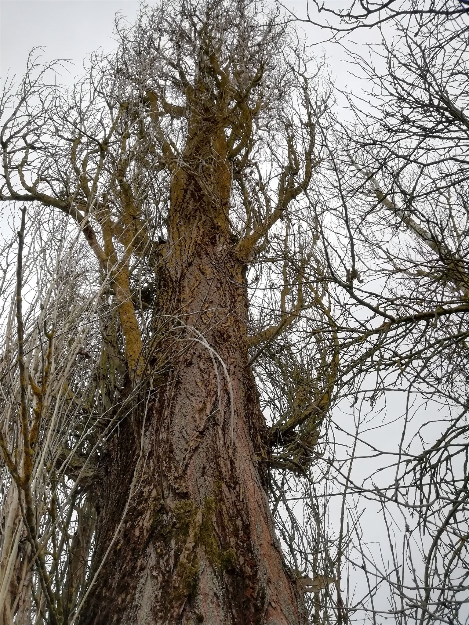 GC8MCKH Njegova visost JABLAN (Traditional Cache) in Croatia created by ...