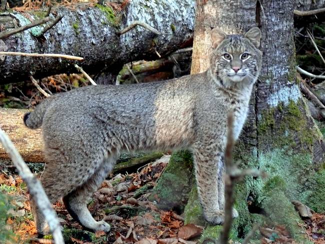 GC6NK1A The Bobcat (Traditional Cache) in New Jersey, United States ...