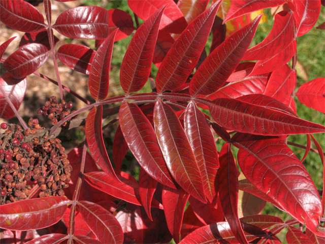 GC70Q9P Winged Sumac (Traditional Cache) in Florida, United States ...