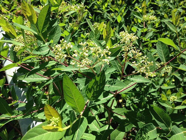 GC6MX7Z Intermediate Dogbane (Traditional Cache) in New York, United ...