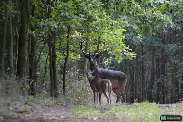 GC5N6KP Obora Rovna (Multi-cache) in Jihomoravský kraj, Czechia created ...
