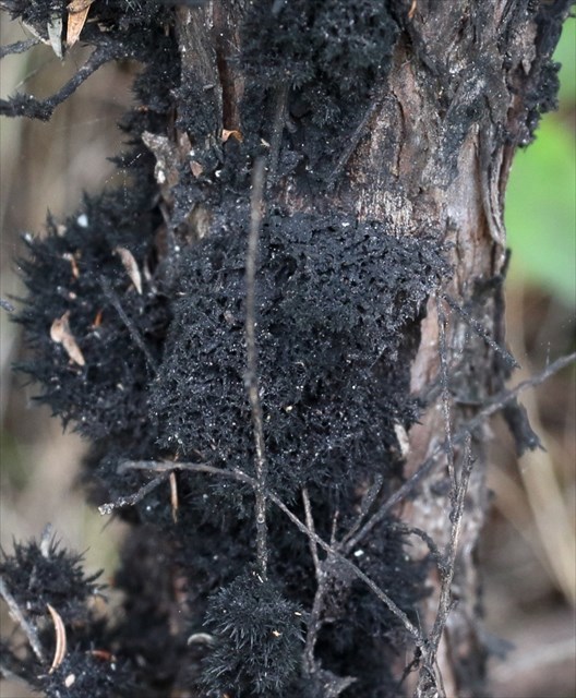 GC7PKYG NZ Native Trees #25 - Manuka (Upper Hutt) (Multi-cache) in ...