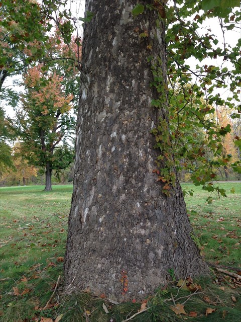 GC6WBT9 Sycamore #2 (Traditional Cache) in New York, United States ...