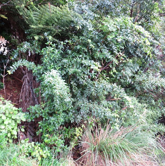 GC74M7G NZ Native Trees #21 – Tutu (Upper Hutt) (Traditional Cache) in ...