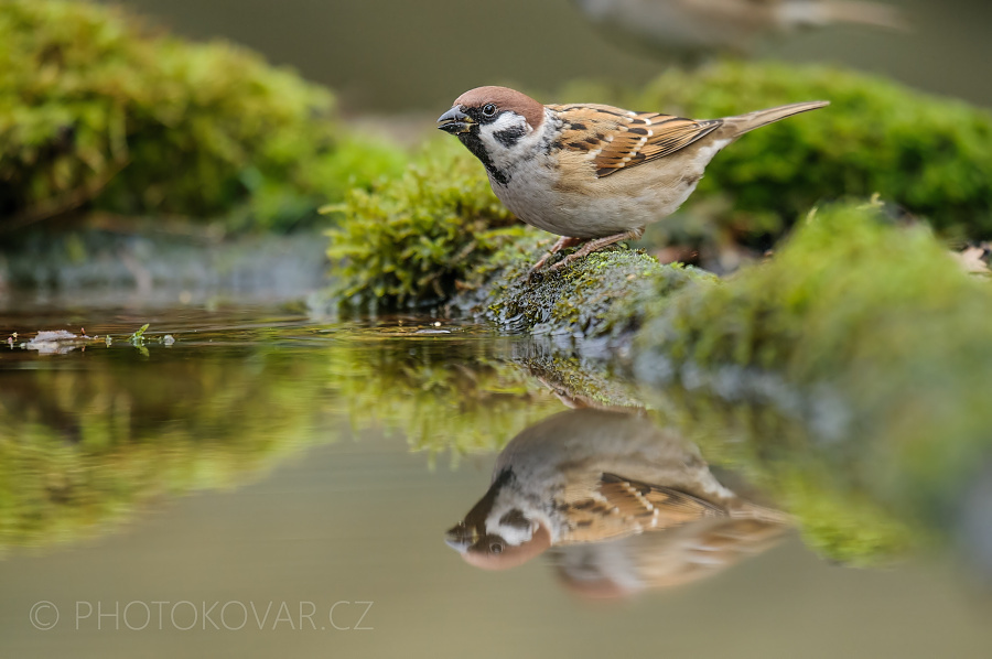 GC8D8TF vrabčák (Traditional Cache) in Jihomoravský kraj, Czechia ...