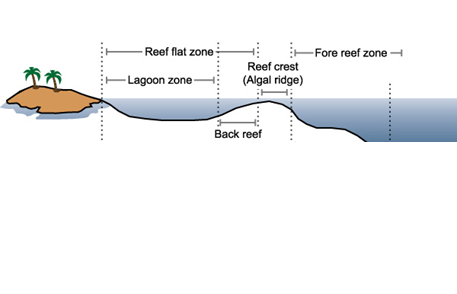 GC6CA1B Loblolly Bay – Crenulated Beauty in a Drowned Land (Earthcache ...