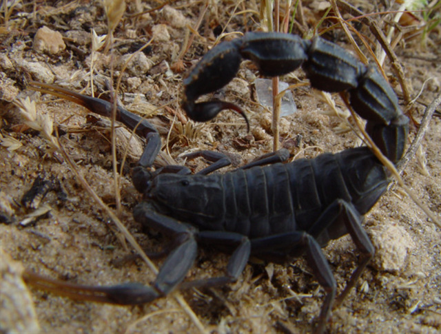 GC9N3R4 Zodiak #438 ♏Skorpion♏Scorpio (Unknown Cache) in Pomorskie ...