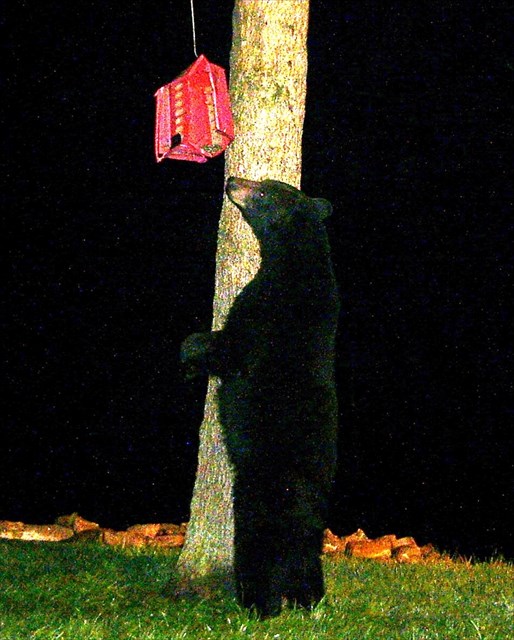 GC6CMZZ Bear Food (Traditional Cache) in West Virginia, United States ...