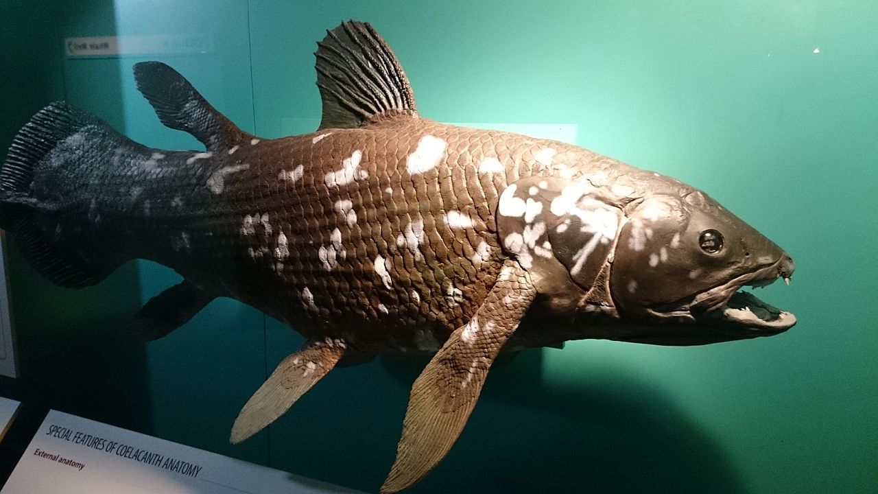 GC97G5H Coelacanth - FVCB4 (Multi-cache) in British Columbia, Canada ...