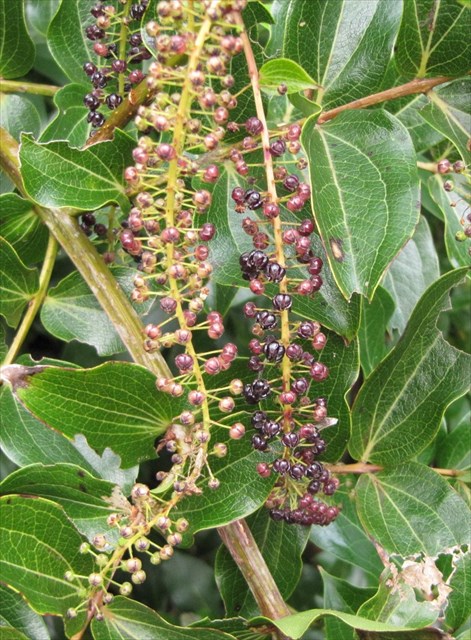 GC74M7G NZ Native Trees #21 – Tutu (Upper Hutt) (Traditional Cache) in ...