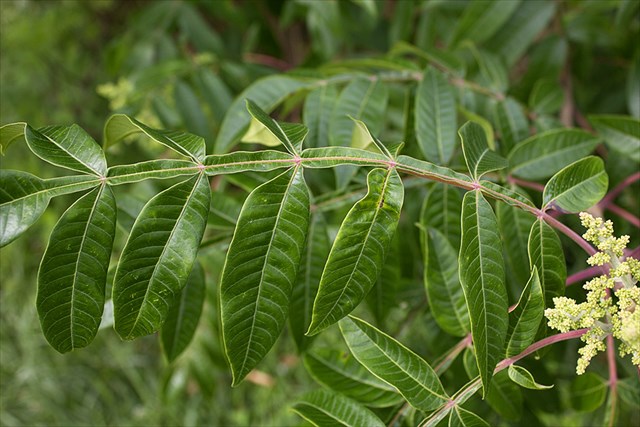 GC70Q9P Winged Sumac (Traditional Cache) in Florida, United States ...