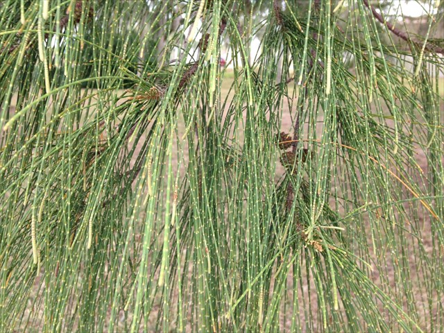 GC70X6W 2 Australian Pines (Traditional Cache) in Florida, United ...