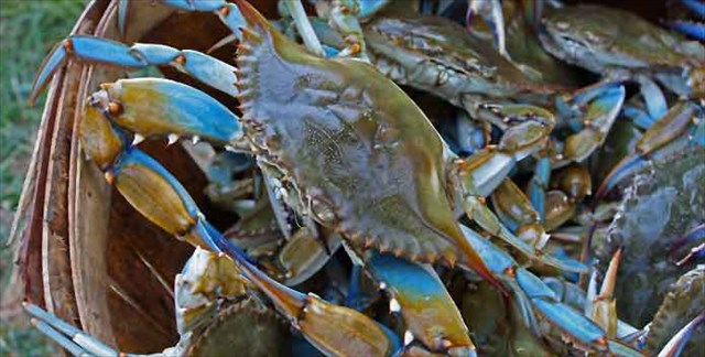 GC641D5 Crab from Mandoo (Traditional Cache) in Virginia, United States ...