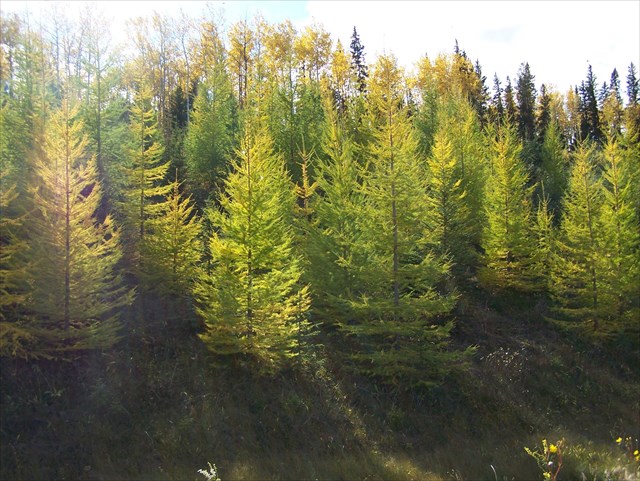 GC6Q2PA Larch (Traditional Cache) in New York, United States created by ...