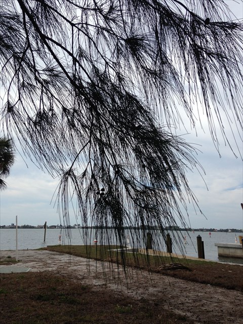 GC70X6W 2 Australian Pines (Traditional Cache) in Florida, United ...