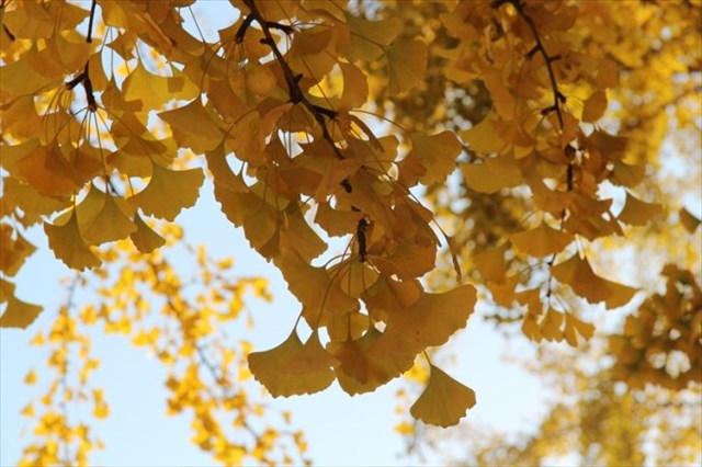 GC6WM17 满目金黄耀京城 Golden Beijing 3＃ (Traditional Cache) in China created ...