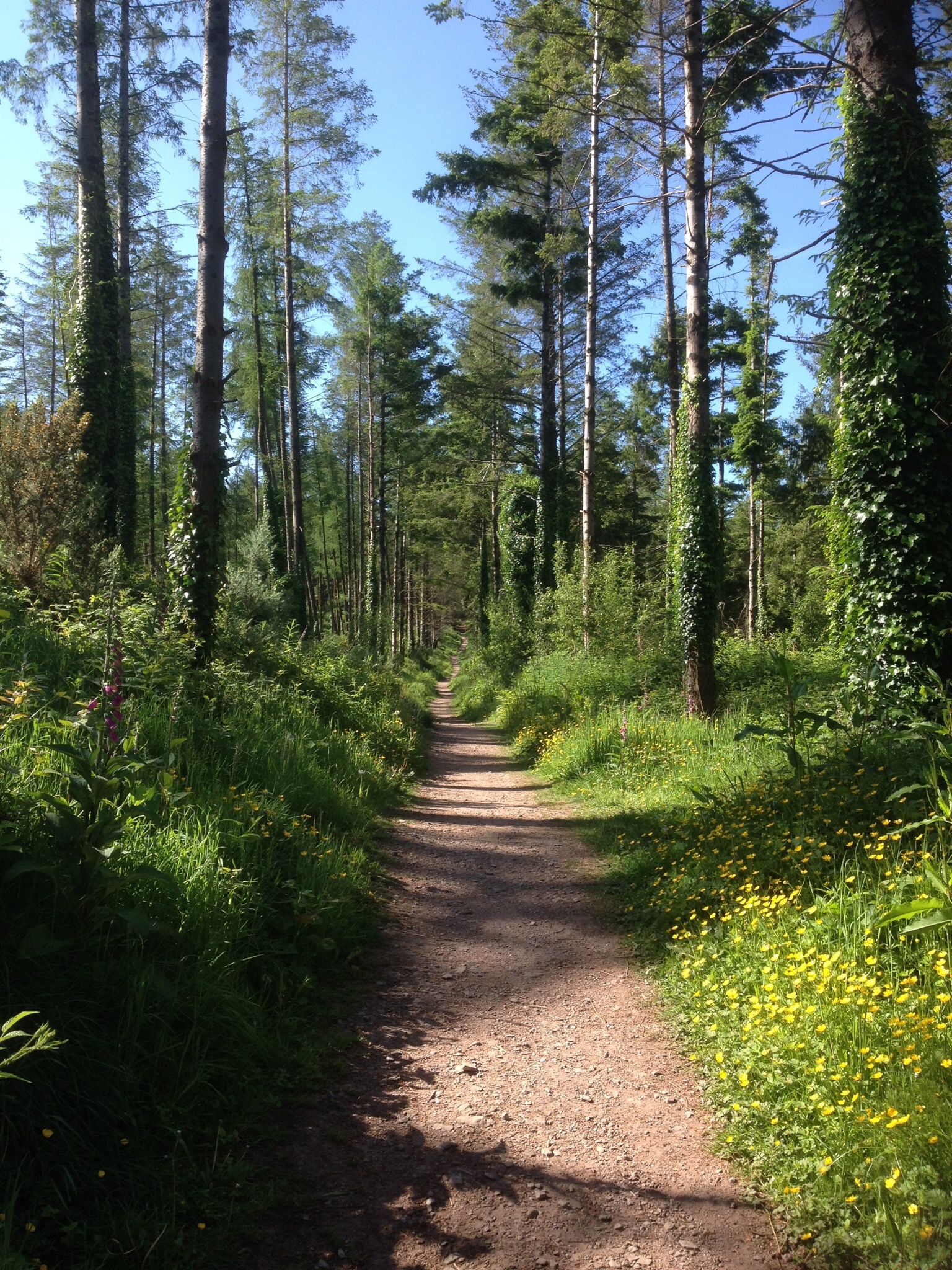 GC71Q7K Bottom Right - Garryduff Woods 9 (Traditional Cache) in Munster ...