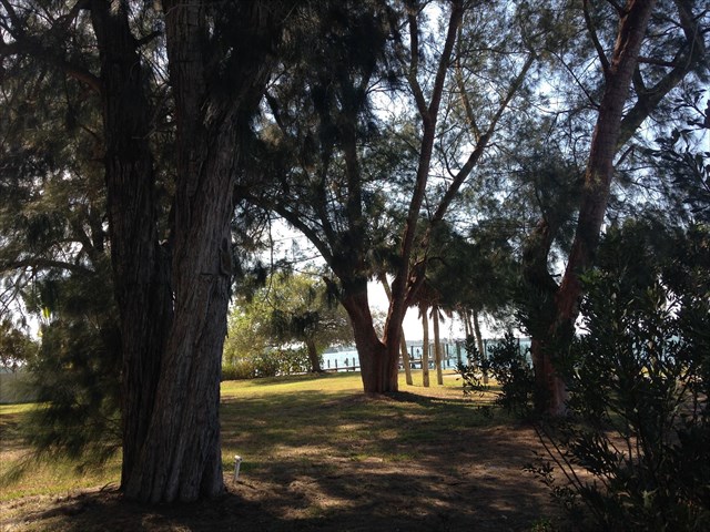 GC70X6W 2 Australian Pines (Traditional Cache) in Florida, United ...