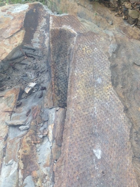 GC4H99R Lepidodendron - Scale Tree (Earthcache) in Alabama, United ...