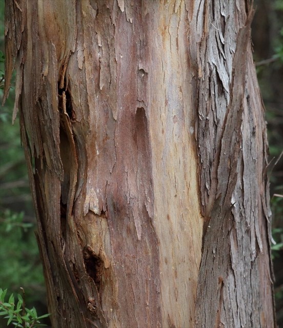 GC7PKYG NZ Native Trees #25 - Manuka (Upper Hutt) (Multi-cache) in ...