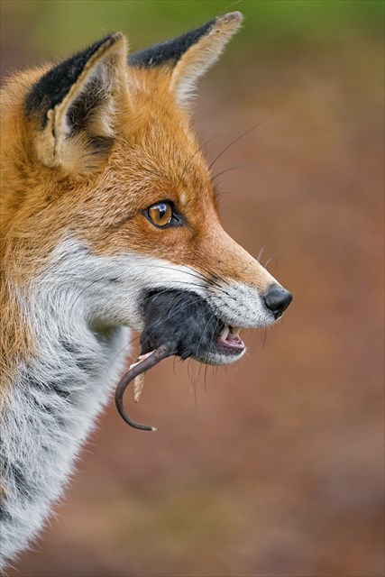 GC8YD3X The Fox’s Cache (Multi-cache) in Texas, United States created ...