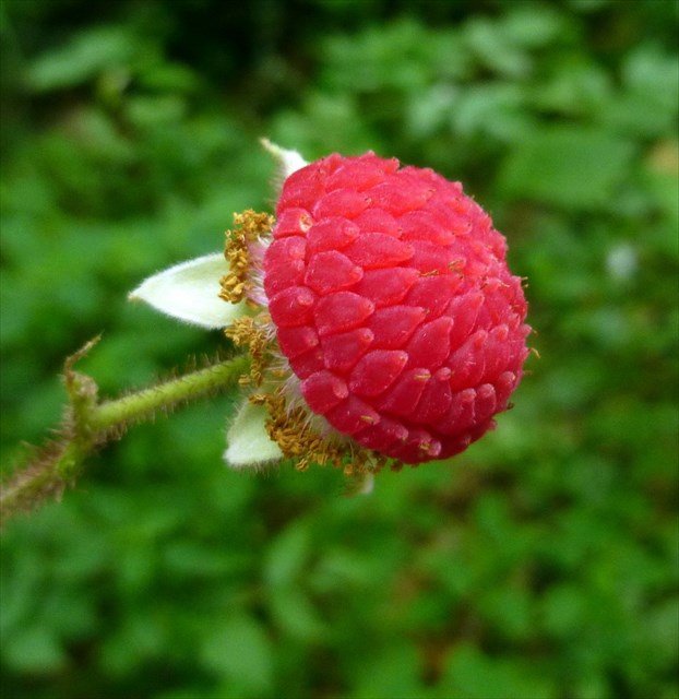 GC6NETJ Purple Flowered Raspberry (Traditional Cache) in New York ...