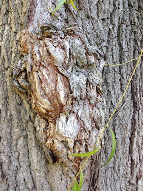 GC6WHXW Weeping Willow #2 (Traditional Cache) in New York, United ...