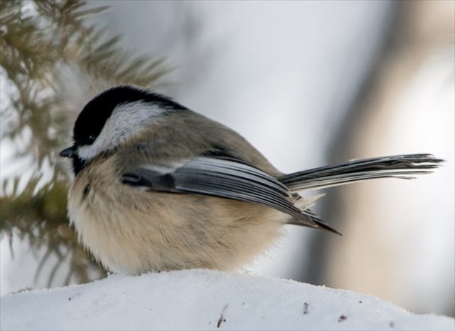 GC6AXN9 Bird Tracks: Black-Capped Chickadee (Traditional Cache) in ...